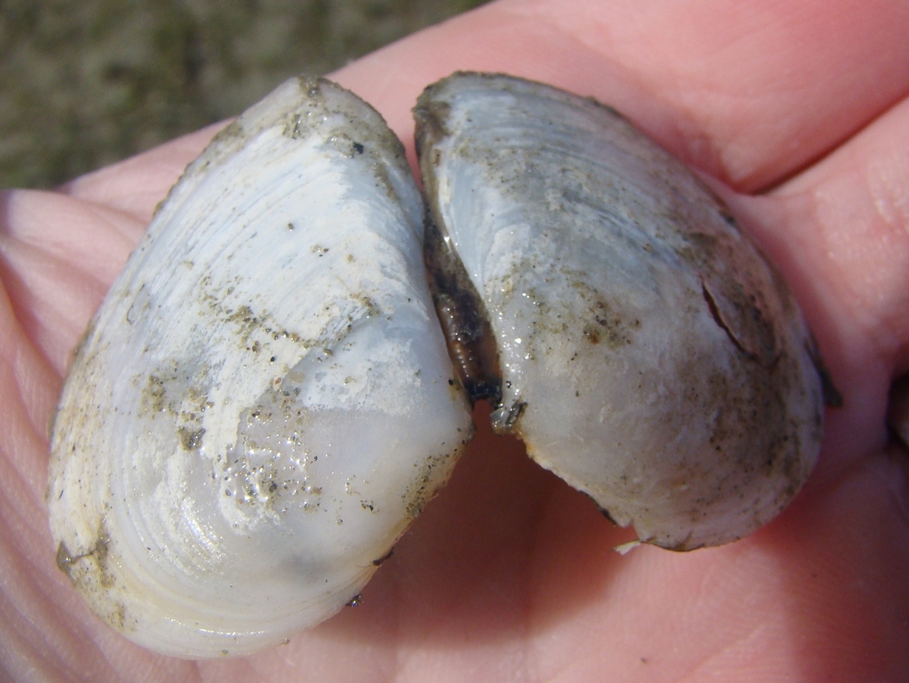 Wedge Shell from Bay of Many Coves on January 11, 2016 by Lisa Bennett ...