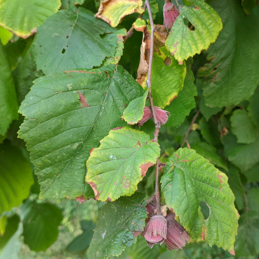 common hazel from Hildesheim, Germany on July 28, 2023 at 05:33 PM by ...