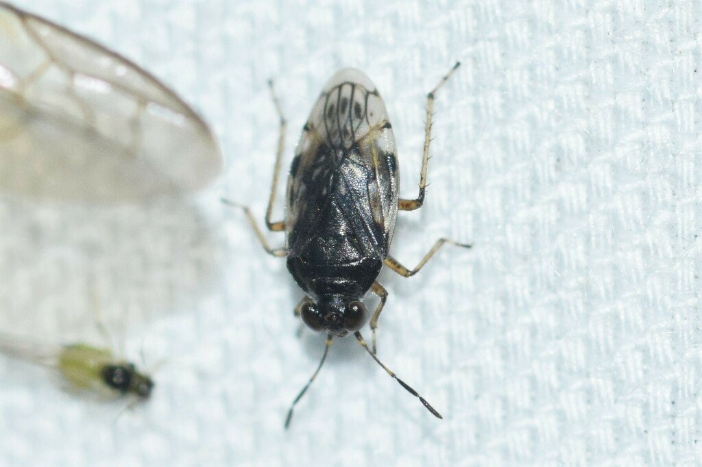 pale shore bug from Hanlan's Beach, Toronto, ON, Canada on July 27 ...