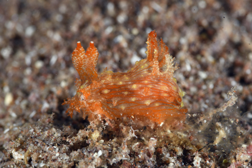 Polycera from Saba, Caribbean Netherlands on January 7, 2019 at 10:36 ...