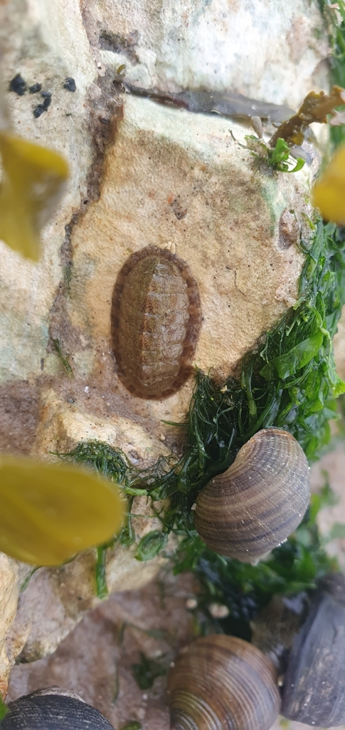 Grey Mail-shell from West Runton, UK on July 28, 2023 at 07:22 PM by ...