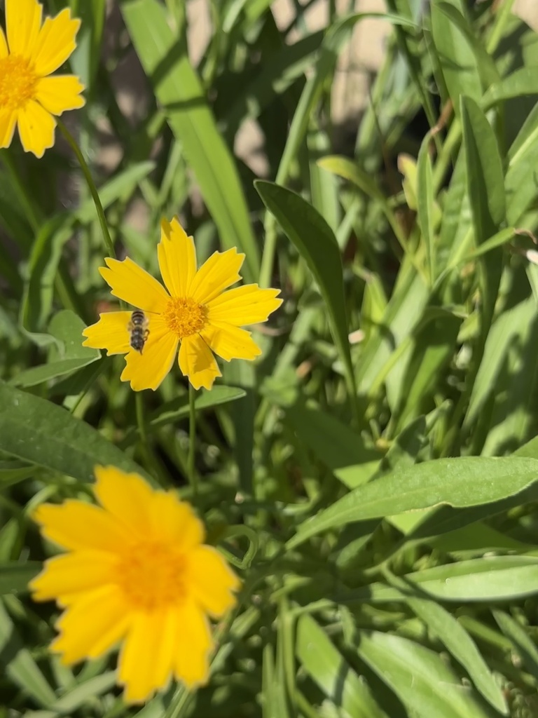 Furrow Bees from Exeter Ave, Shrewsbury, MO, US on July 28, 2023 at 02: ...