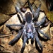 Hispaniolan Giant Tarantula (Phormictopus cancerides) · iNaturalist