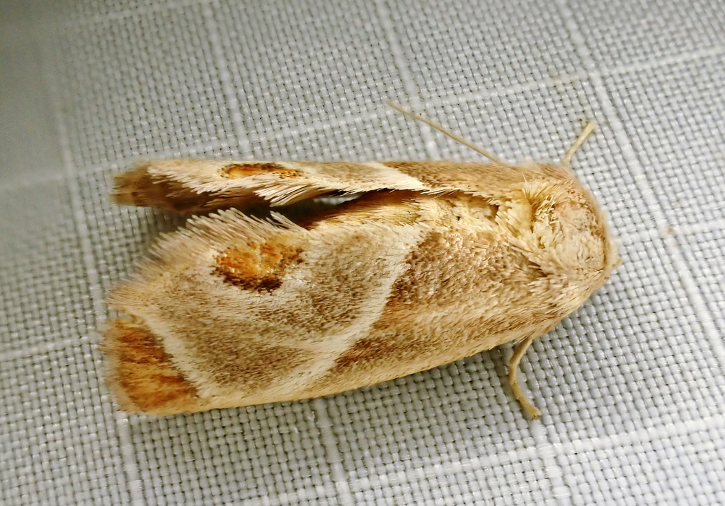 Shagreened Slug Moth from Silverleaf Terrace, Richmond, VA 23236, USA ...