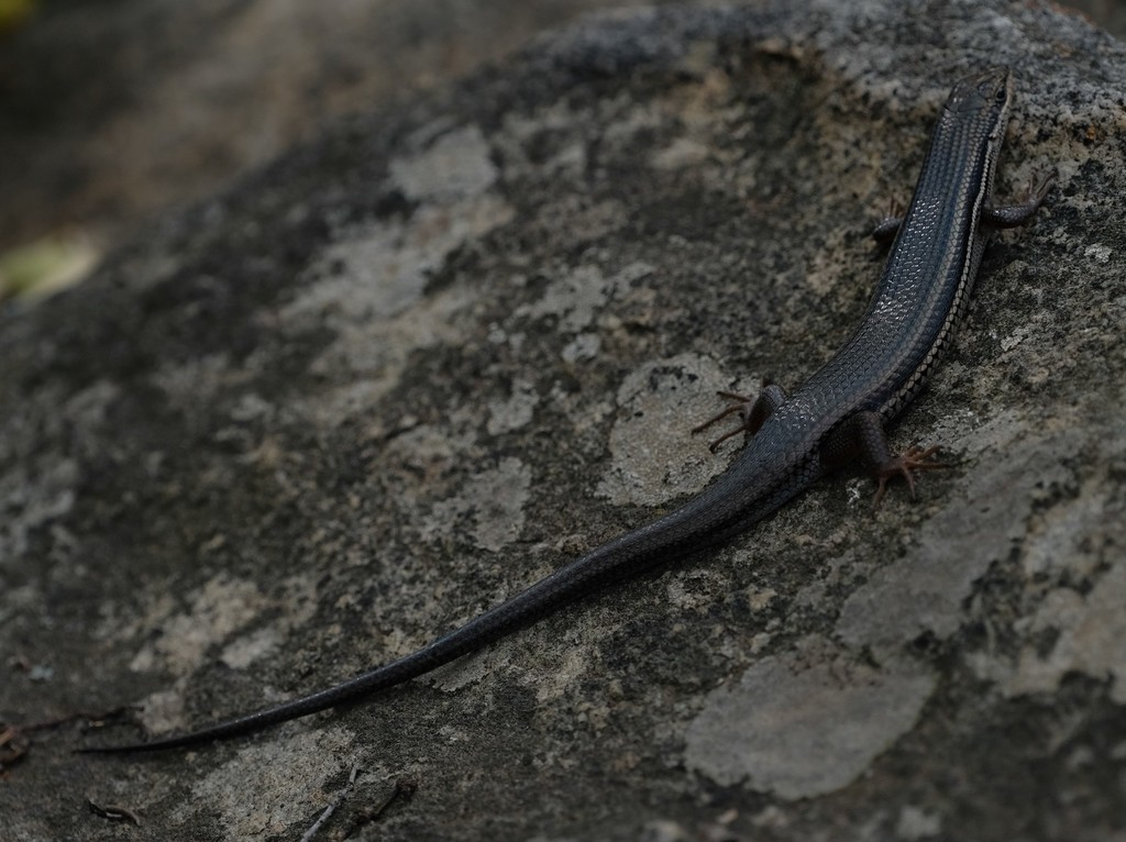 Red-Sided Skink from Gamkaberg; Oukraal on January 10, 2019 at 04:50 PM ...