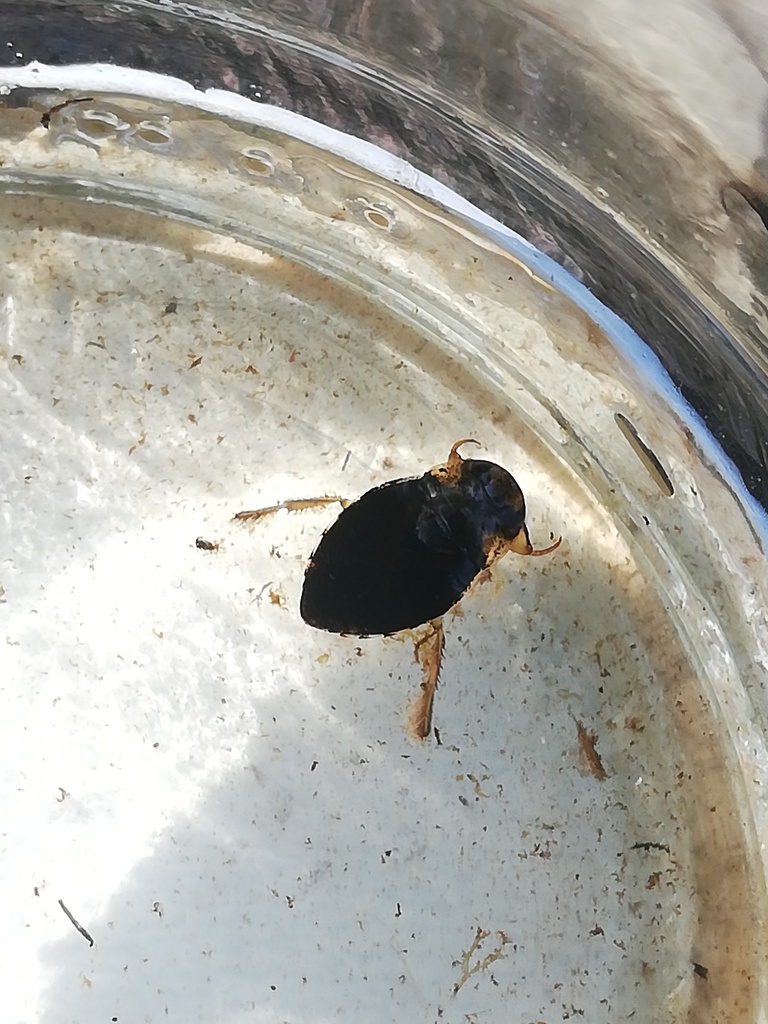 saucer bug in July 2023 by Giacomo Galli · iNaturalist