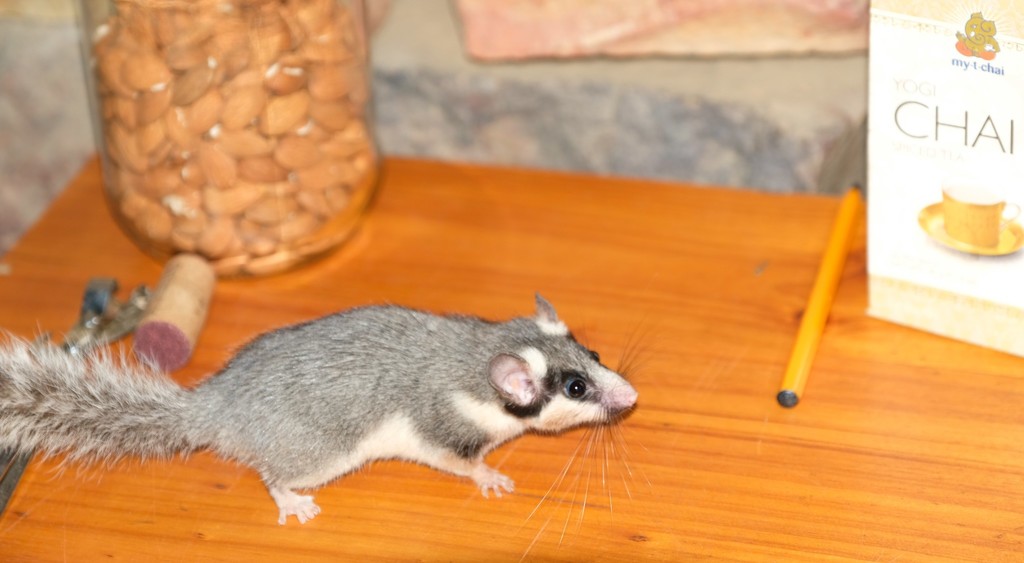 Spectacled Dormouse (Graphiurus ocularis) - Know Your Mammals