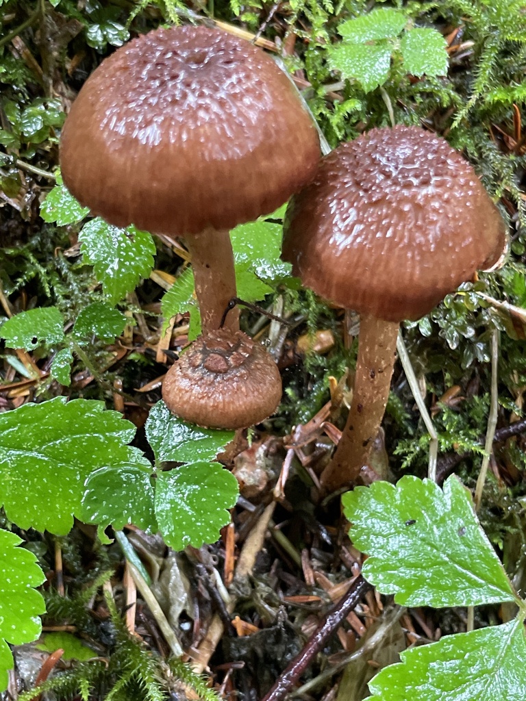 Inosperma from I-90 W, North Bend, WA, US on October 26, 2021 at 01:20 ...