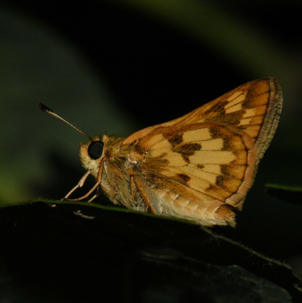 Peck's Skipper from Baltimore County, MD, USA on July 27, 2023 at 11:49 PM by Joe MDO. I came to ...