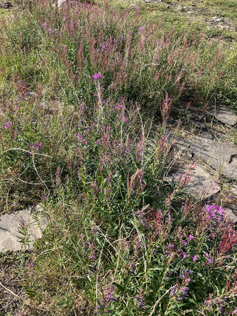 fireweed from Yukon, Canada on July 28, 2023 at 11:43 AM by Bruce ...