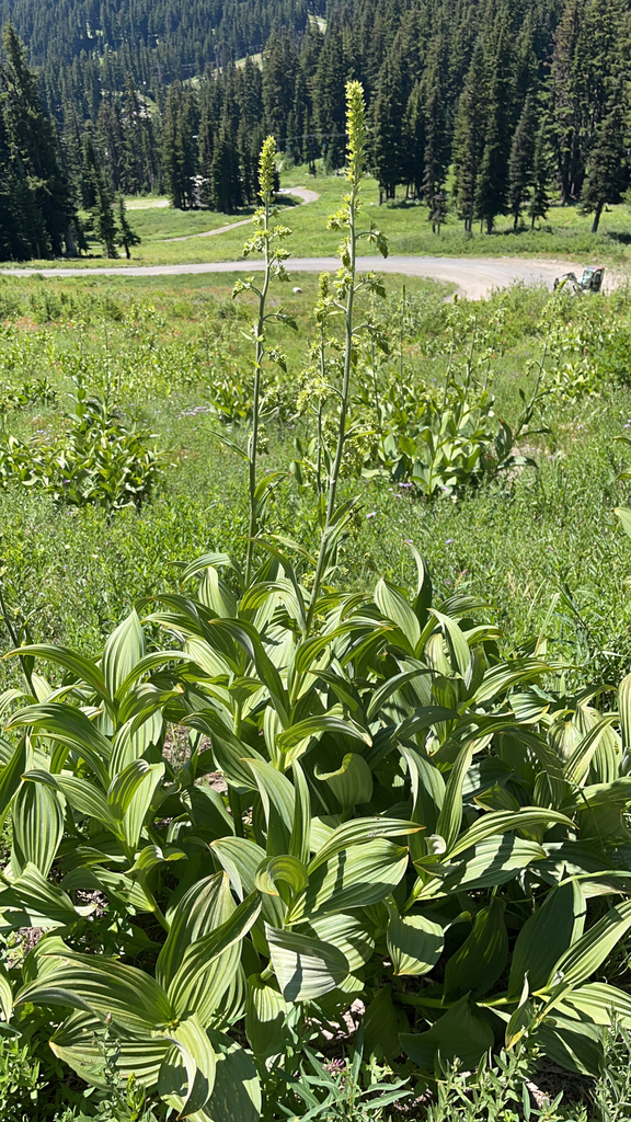 green false hellebore (Veratrum viride) - Botanical Realm