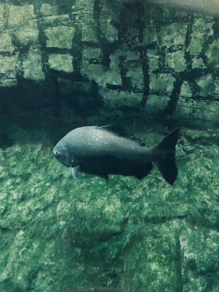 Red-bellied Pacu from Como Park Zoo & Conservatory, Saint Paul, MN, US ...