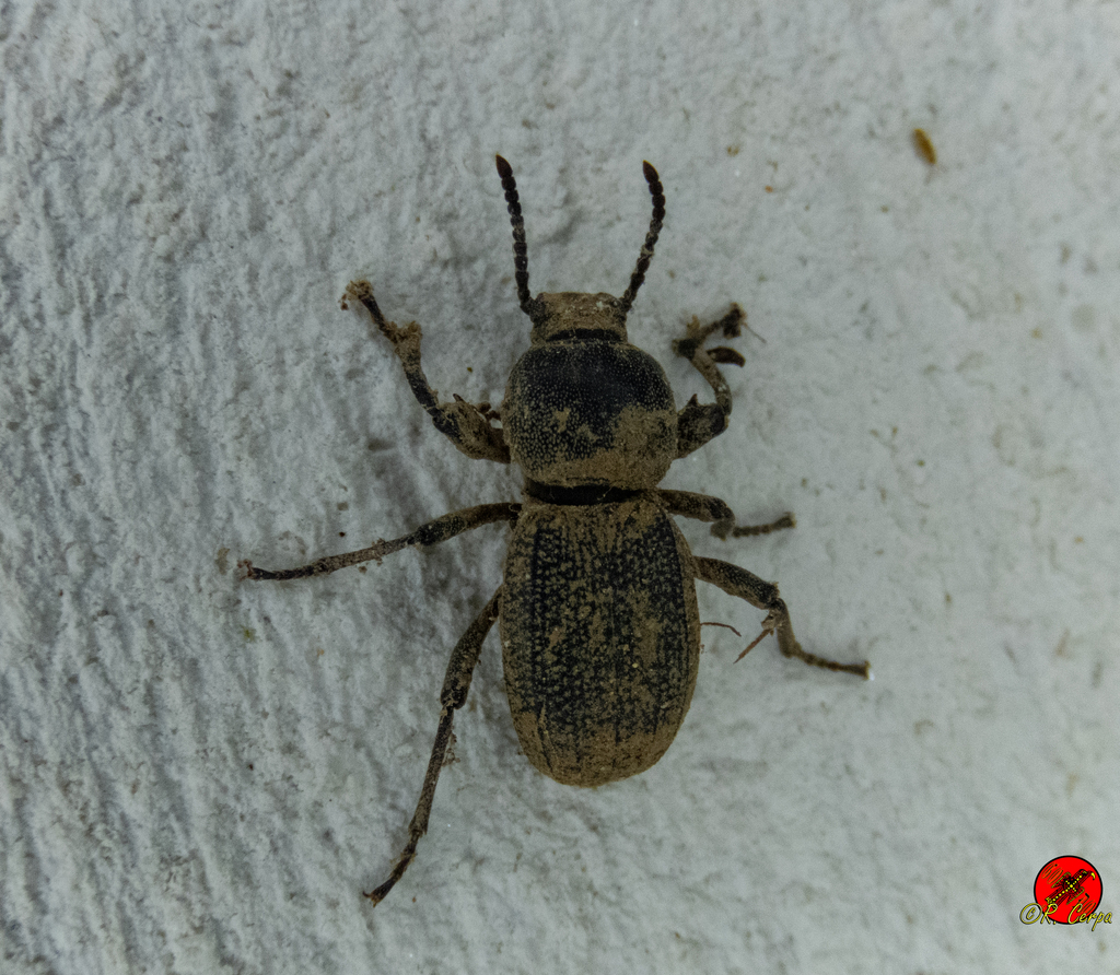 Scaurus uncinus from Cádiz, España on May 20, 2016 at 11:26 PM by Godo ...