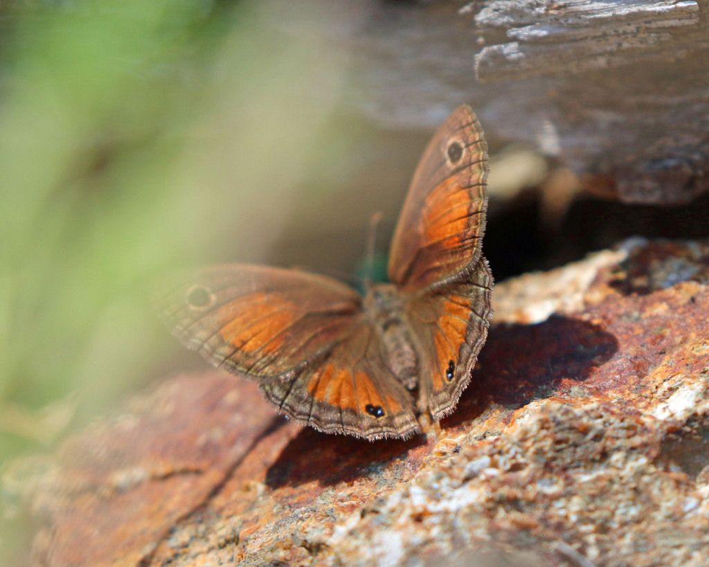 Red Satyr from Santa Cruz County, AZ, USA on July 26, 2023 at 09:54 AM ...