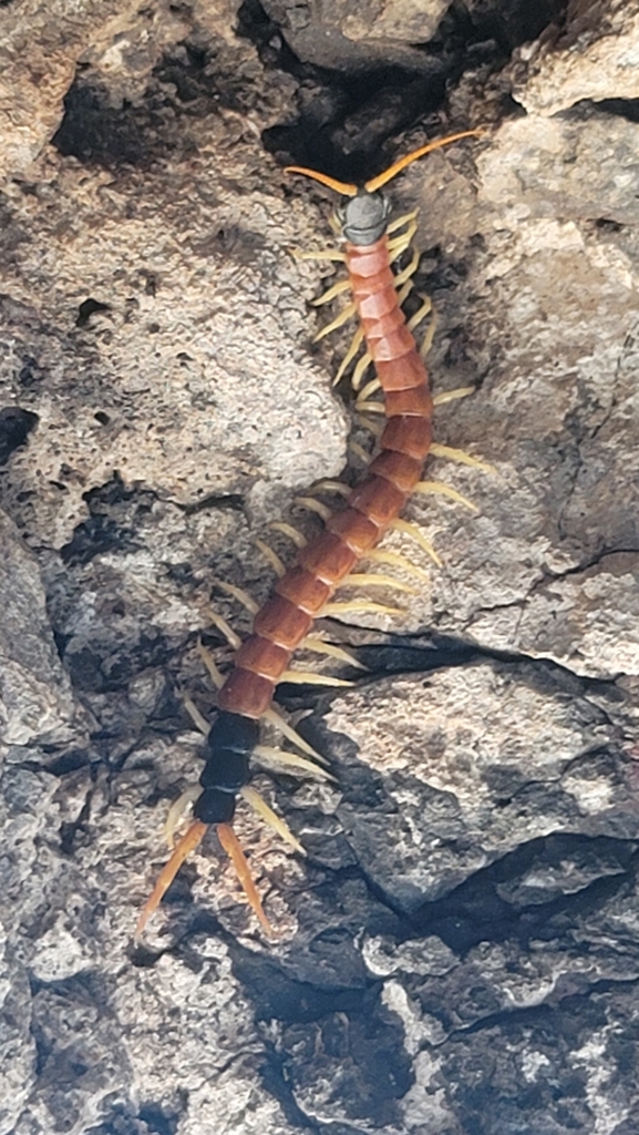 Giant Desert Centipede from Pima County, US-AZ, US on July 28, 2023 at ...