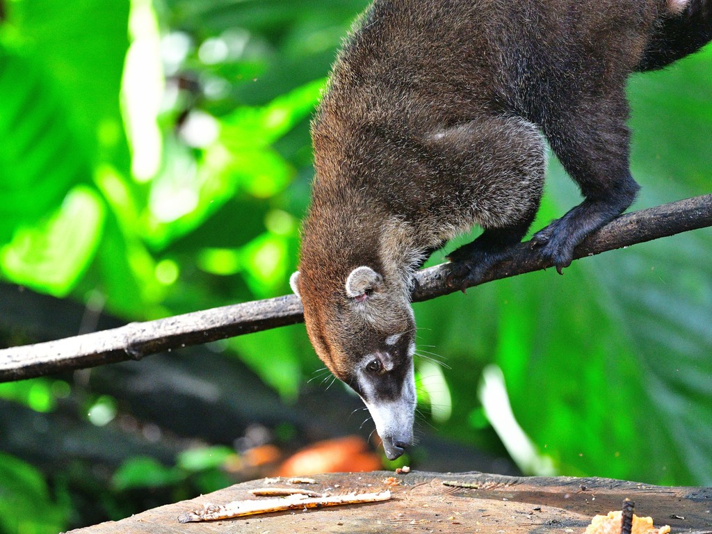 White-nosed Coati from Chilamate, Heredia, Sarapiquí, Costa Rica on ...