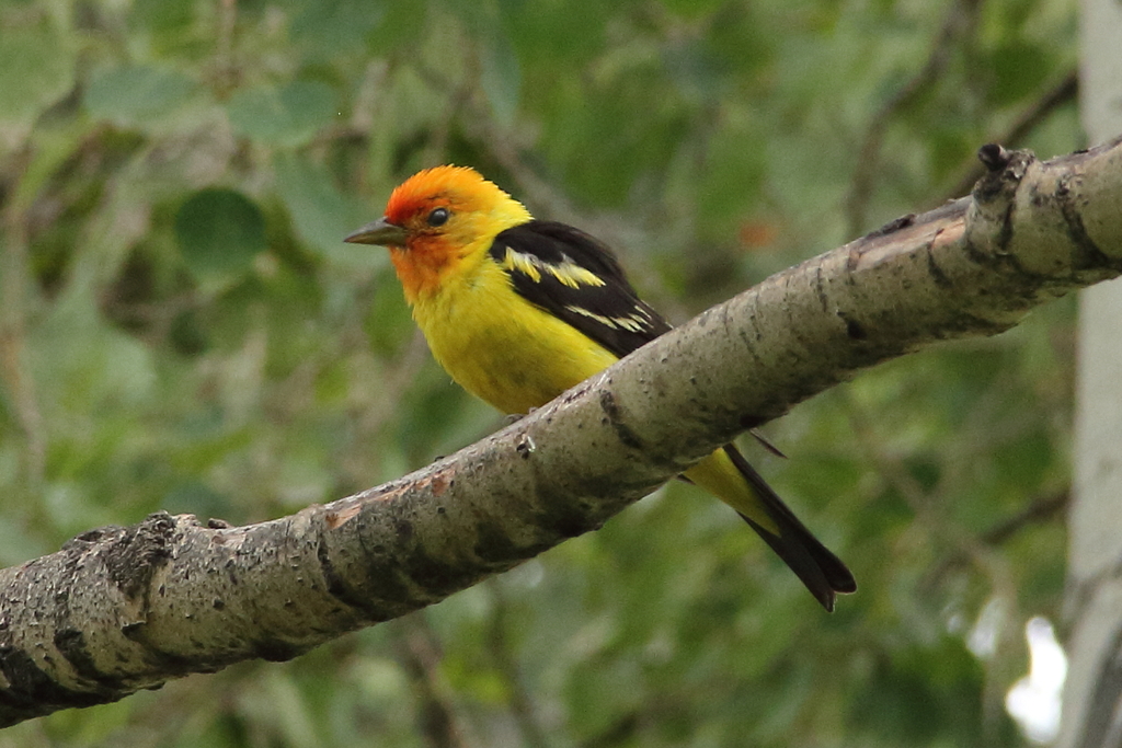 Western Tanager from Larimer County, CO, USA on July 28, 2023 at 03:58 ...