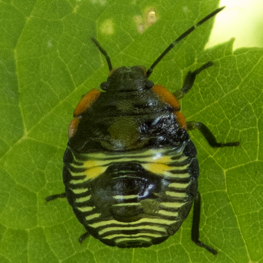 Green Stink Bug from Shepard Settlement, Onondaga County, New York, USA ...
