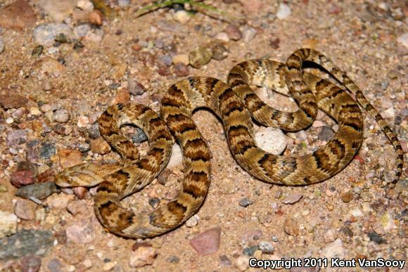 Sonoran Lyre Snake in September 2010 by Kent VanSooy · iNaturalist