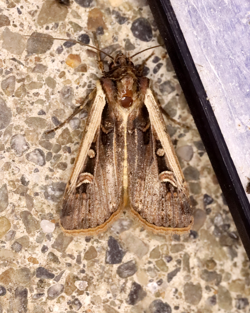 Western Bean Cutworm Moth from McLean, NY 13102 on July 22, 2023 at 11: ...