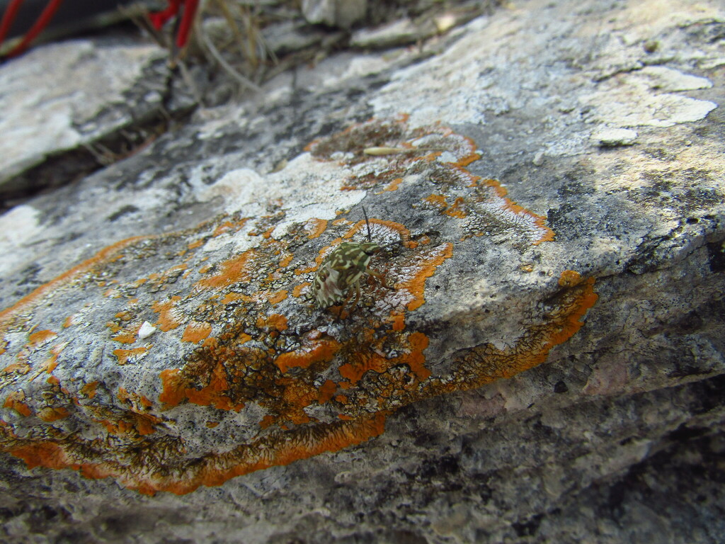 True Bugs from Province of Livorno, Italy on July 28, 2023 at 05:08 PM ...