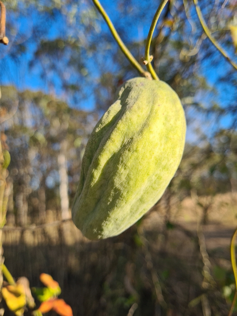 Moth Vine from Scheyville on July 29, 2023 at 08:15 AM by Michael ...
