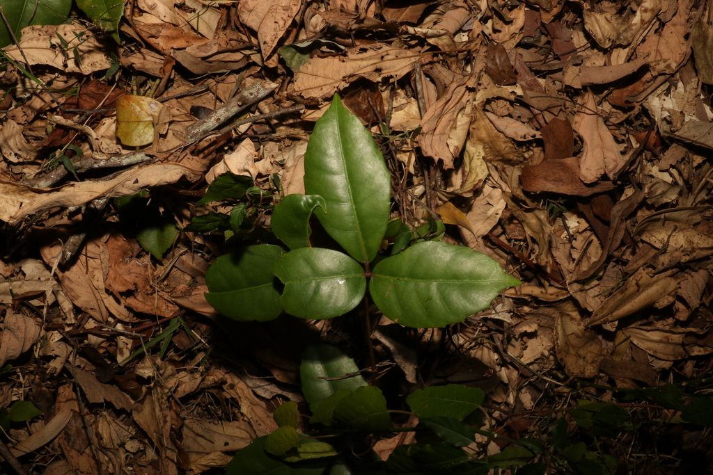 Native Grape from Enoggera Reservoir QLD 4520, Australia on July 28 ...