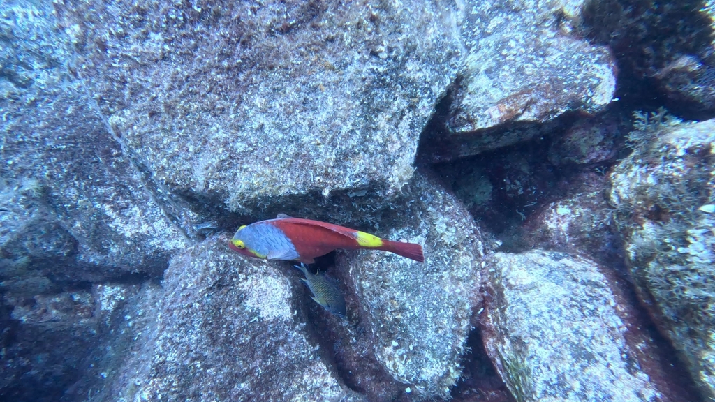 European Parrotfish from Las Palmas, ES-CN, ES on July 28, 2023 at 04: ...