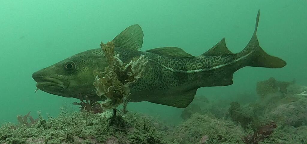 Atlantic Cod in July 2023 by The Harbors Video Project. Atlantic Cod in ...