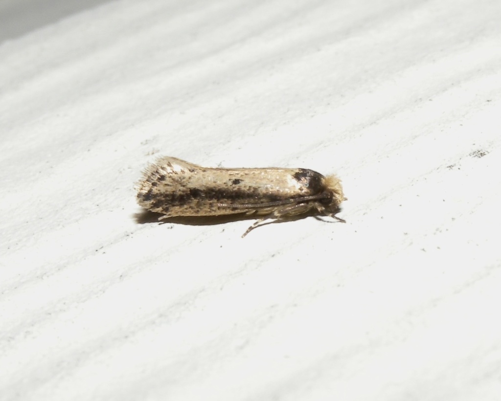 Dark-collared Tinea Moth from Long Island, Southold, NY, US on May 25 ...