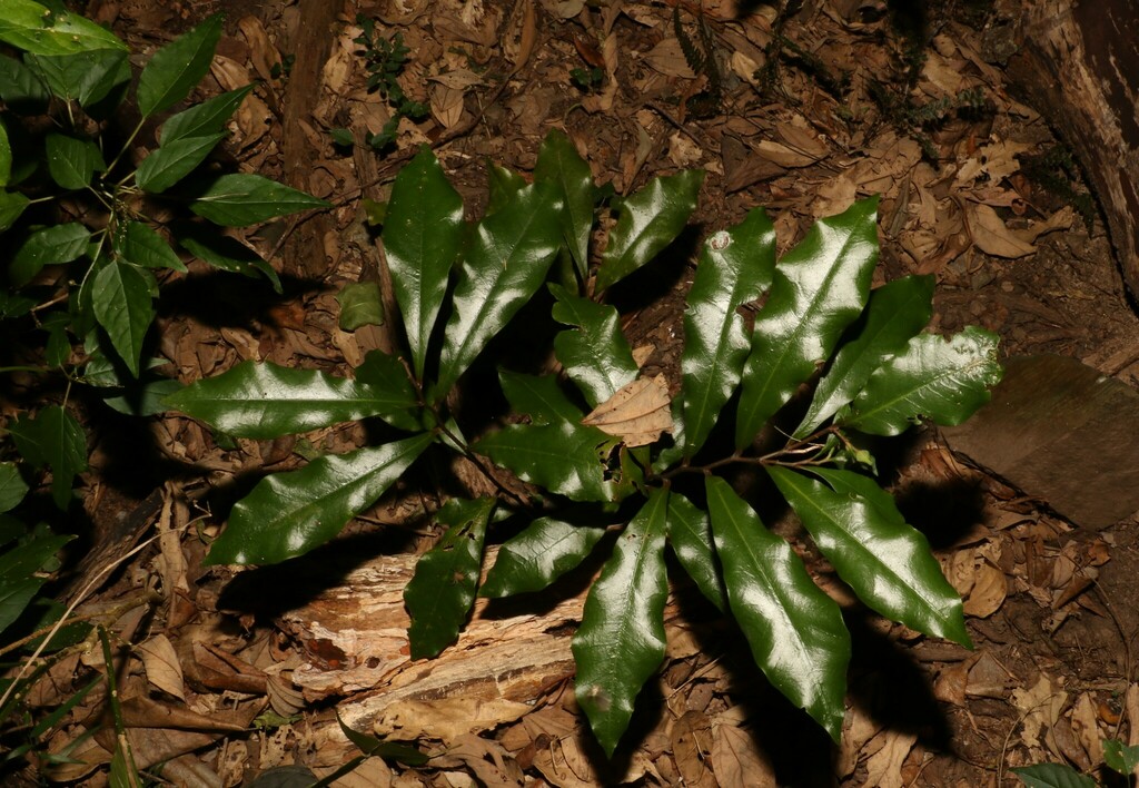 small bolwarra from Enoggera Reservoir QLD 4520, Australia on July 28 ...
