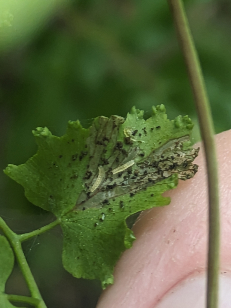 Lygodium Defoliator Moth from Naples, FL 34120, USA on July 28, 2023 at ...
