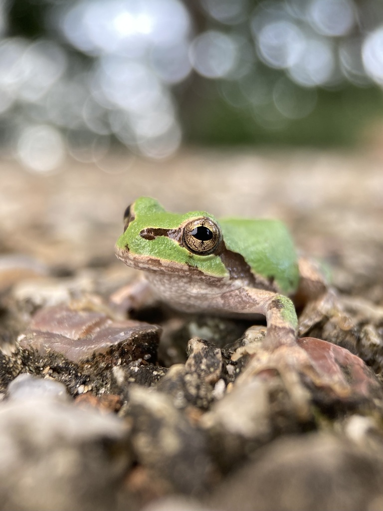 Japanese Tree Frog from 和泉町宮前, 安城市, 愛知県, JP on July 29, 2023 at 06:57 ...