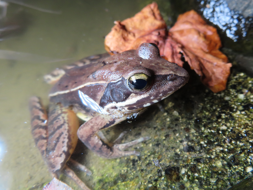 Japanese Brown Frog from Район Аоба, Сендай, Мияги, Япония on July 28 ...