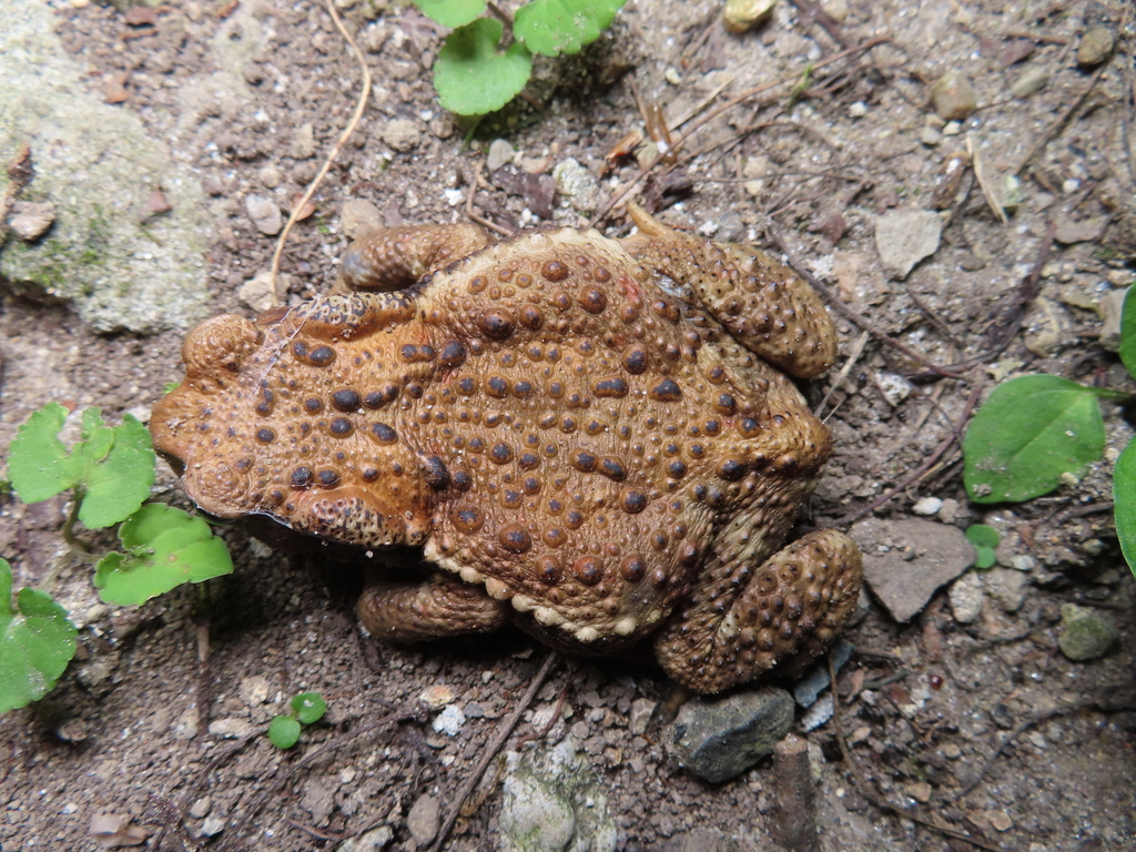 Eastern-Japanese Common Toad from Район Аоба, Сендай, Мияги, Япония on ...