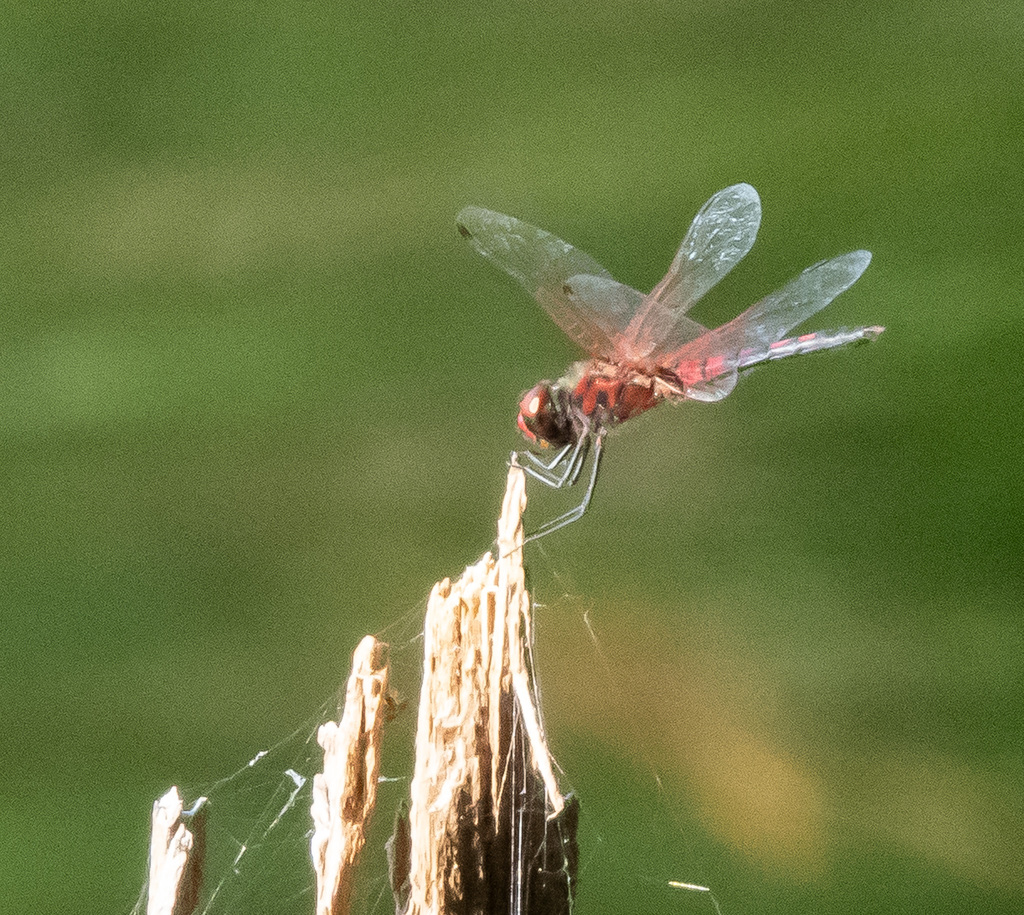 Red-veined Pennant in July 2023 by Jim Brighton · iNaturalist