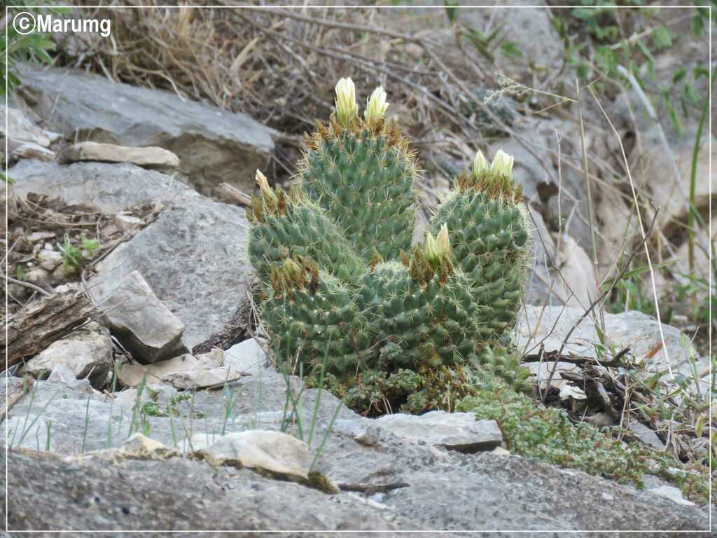 Coryphantha octacantha from Atarjea, Gto., México on July 27, 2023 at ...