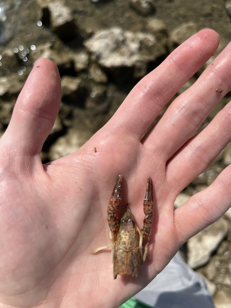 Red Swamp Crayfish in July 2023 by Matthew · iNaturalist