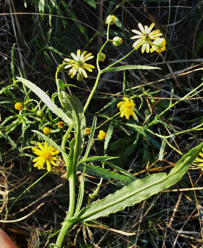 Madagascar Ragwort from Nowra - Bomaderry NSW, Australia on July 22 ...