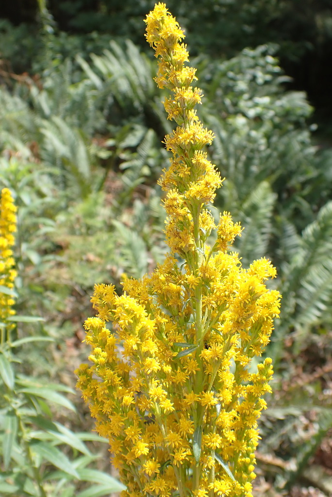 goldenrods from Squamish-Lillooet, BC, Canada on July 27, 2023 at 03:14 ...