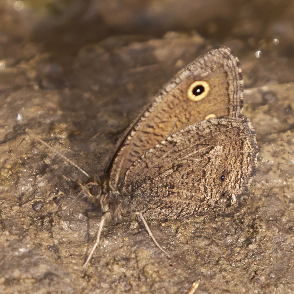 Small Wood-Nymph from Jensen Wildlife Area on July 24, 2023 at 04:50 PM ...