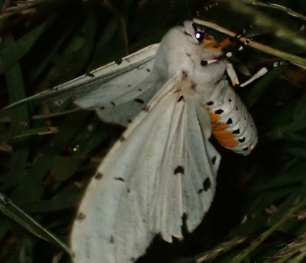 Salt Marsh Moth from Cheyenne County, KS, USA on July 27, 2023 at 09:27 ...