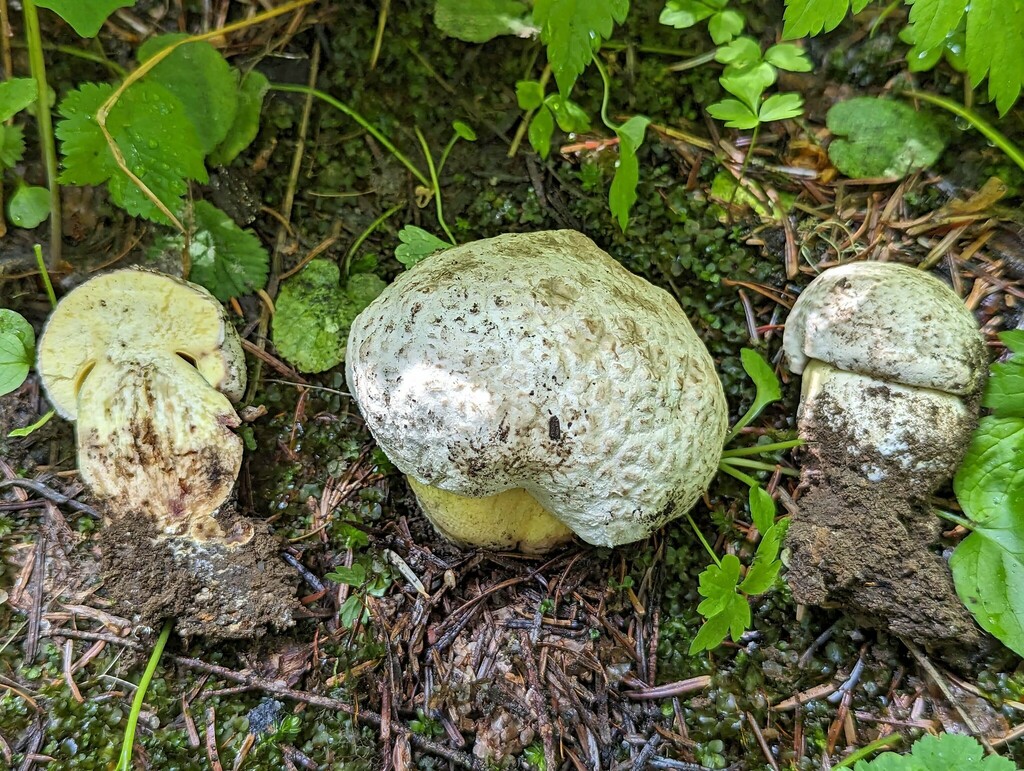 Mountain Butter Bolete from Skamania County, WA, USA on July 25, 2023 ...