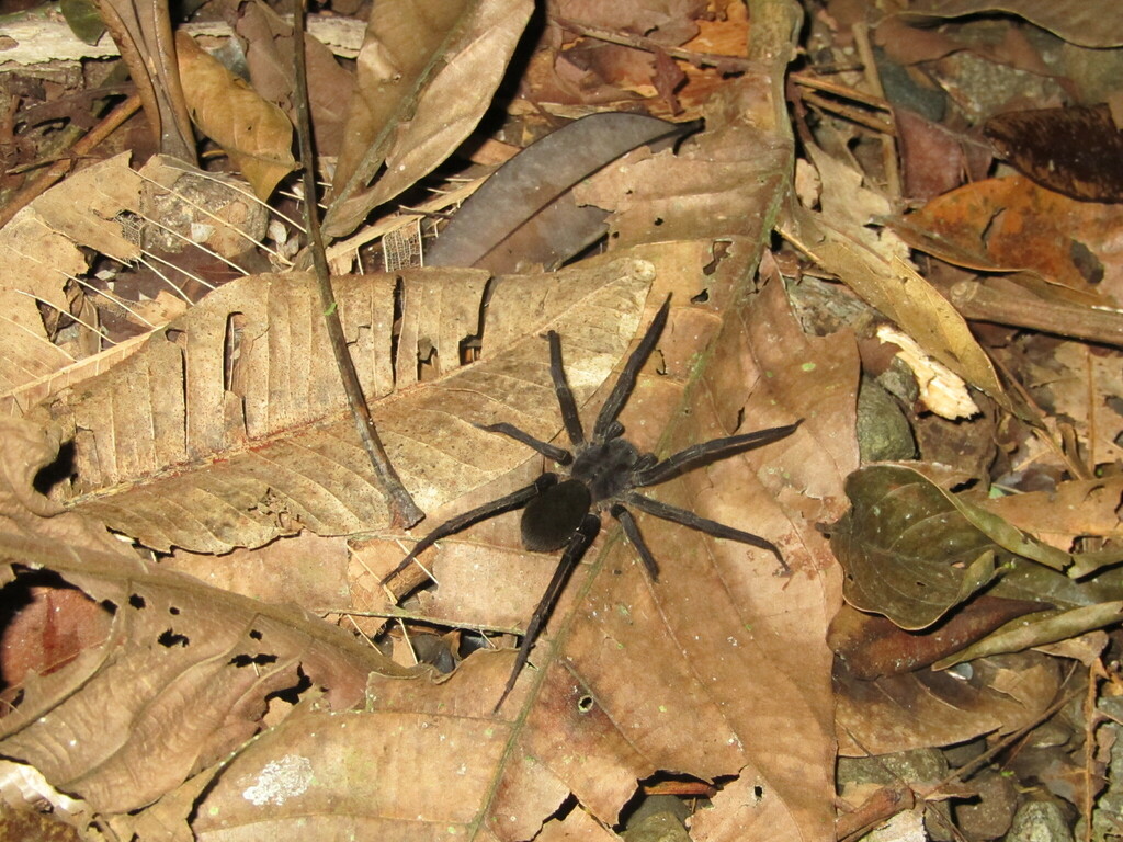 Wandering Spiders from Puntarenas Province, Osa, Costa Rica on January ...