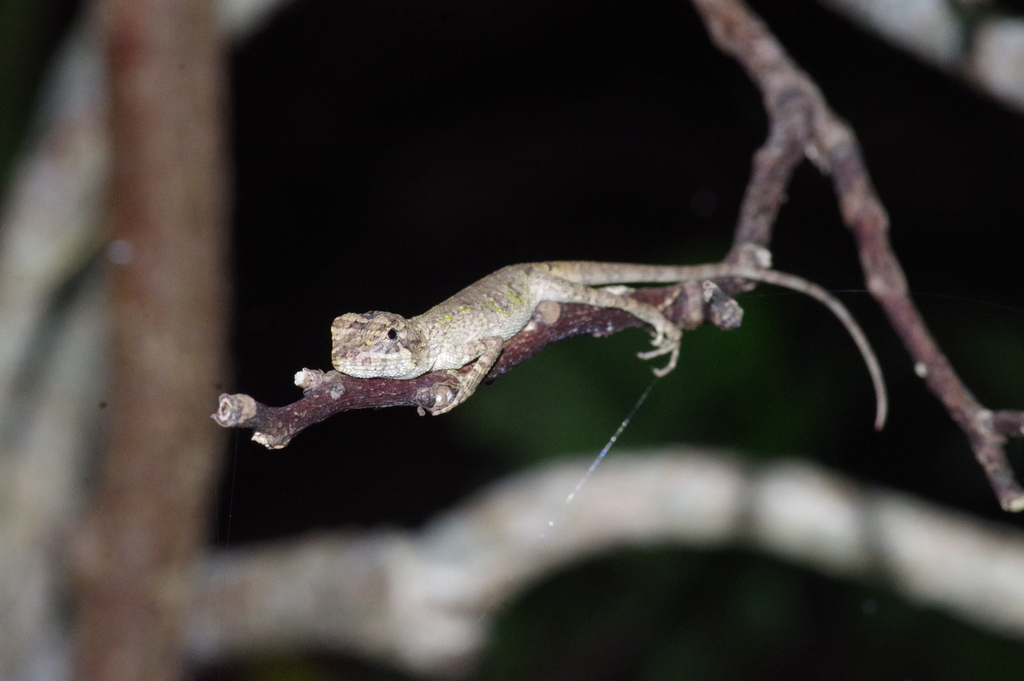 Diploderma polygonatum polygonatum in July 2023 by Takaaki Hattori ...