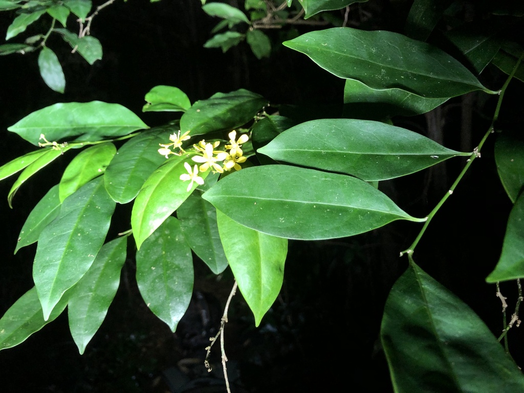 scrub ooline from Booyong Flora Reserve, Booyong, NSW, AU on December ...