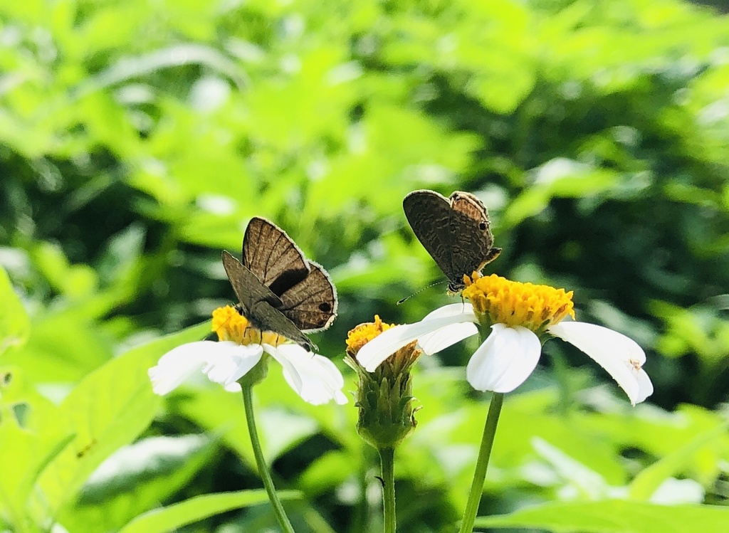 Common Line Blue from 臺灣島, 香山區, HSZ, TW on June 19, 2022 at 08:04 AM by ...