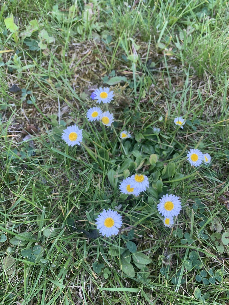 Lawn daisy from Main St, Stamford, NY, US on May 28, 2023 at 03:03 PM ...