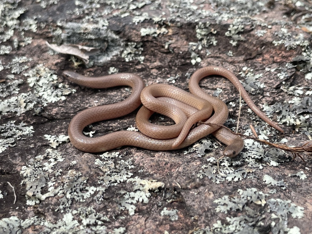 Flat-headed Snake in May 2023 by Johnny Baakliny · iNaturalist