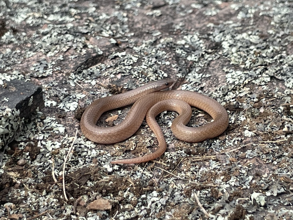 Flat-headed Snake in May 2023 by Johnny Baakliny · iNaturalist